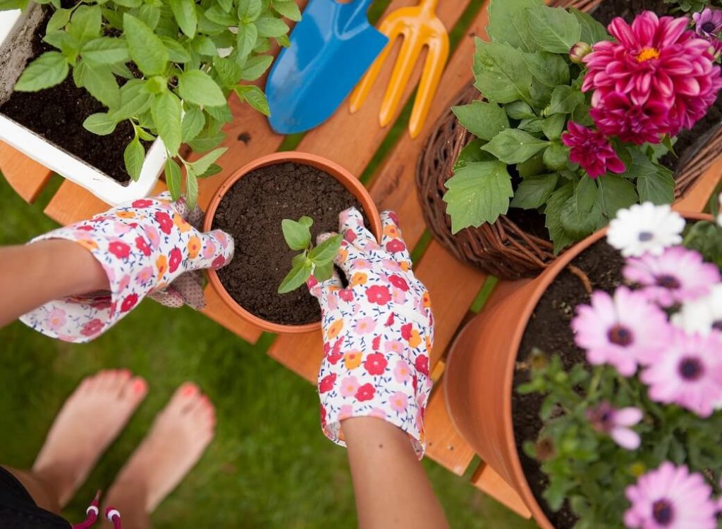 Kwiaty doniczkowe dla początkujących | Kwiatowa Dostawa